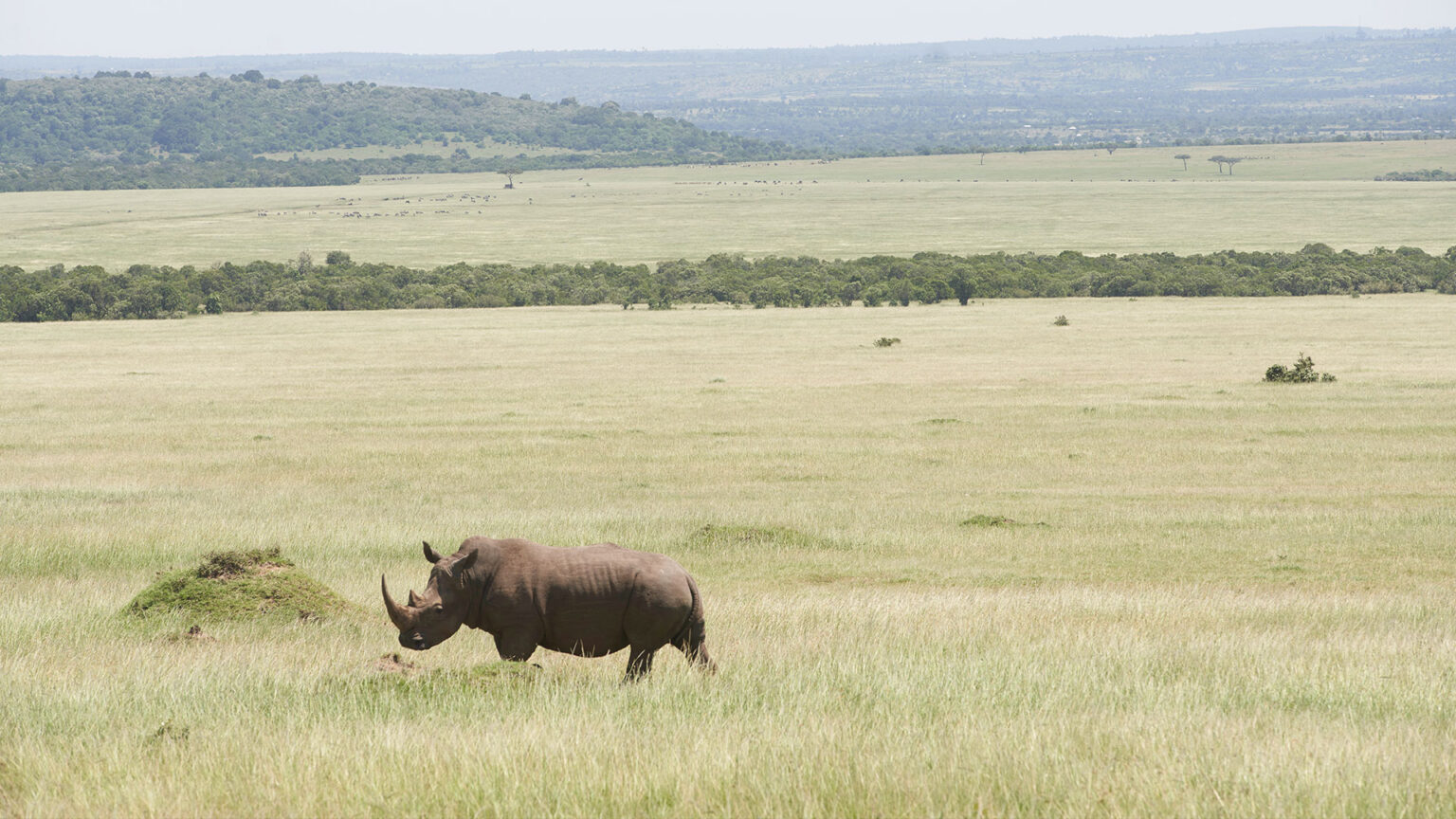 Our Blog - The Maasai Mara Wildlife Conservancies Association