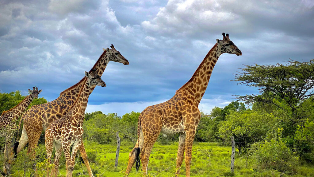 Laying the Foundations for Mara Conservancies’ Model – The Maasai Mara ...